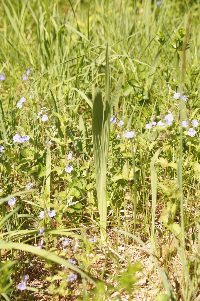Turkish Marsh Gladiolus from Мядельский район, Минская область ...