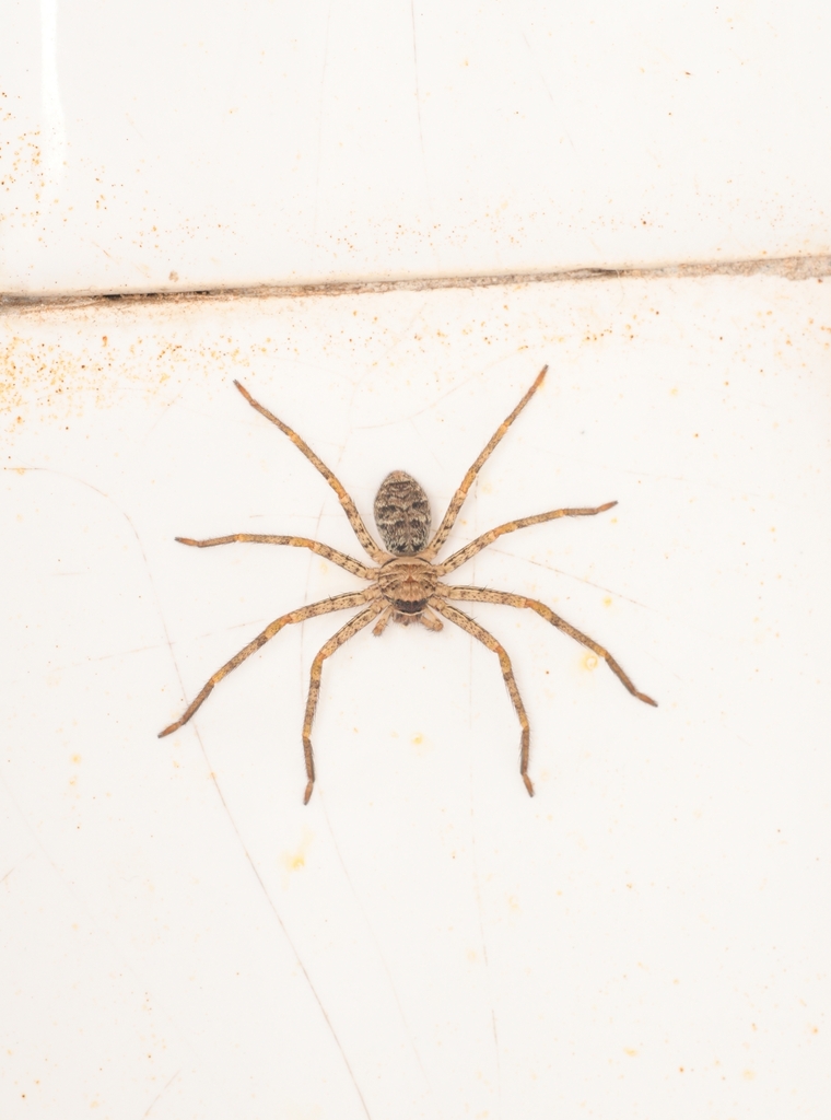 Pantropical Huntsman Spider from 中国 湖南省长沙市天心区 南门口 on May 7, 2024 at 05: ...