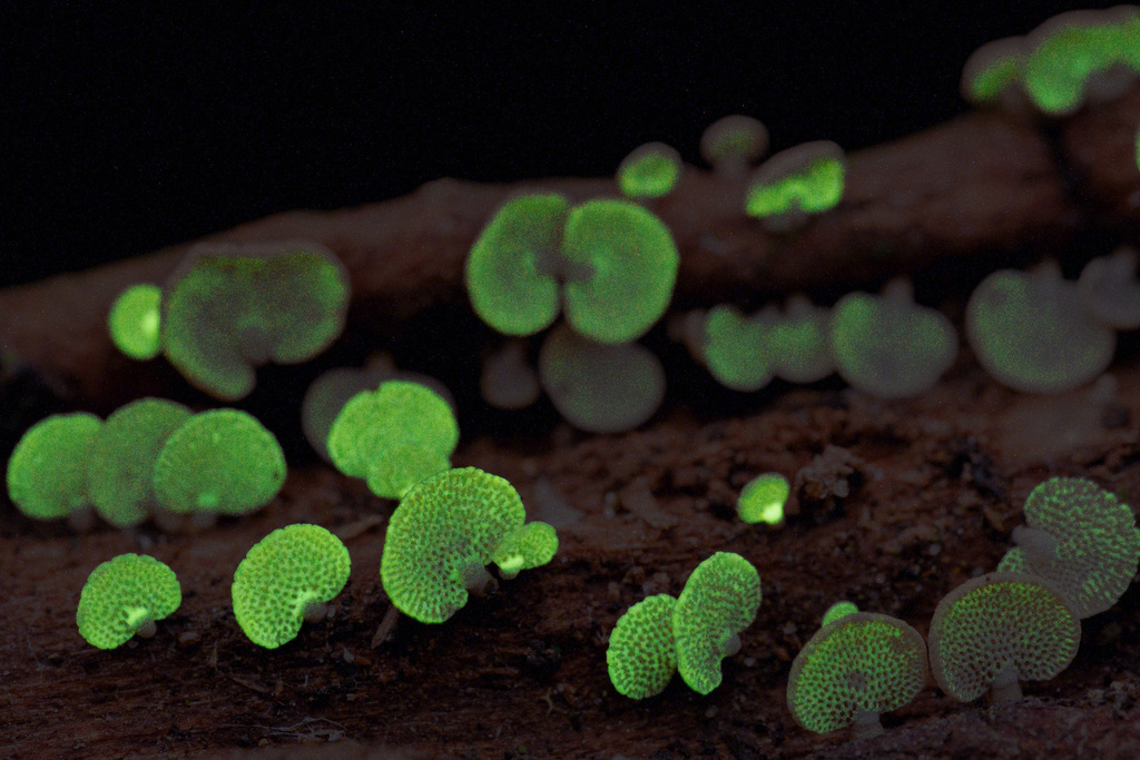 Panellus pusillus from 111, Taiwan, Taipei City, Shilin District ...