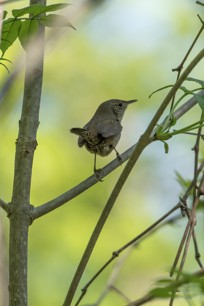 House Wren from La Crosse County, WI, USA on May 15, 2024 at 10:12 AM ...