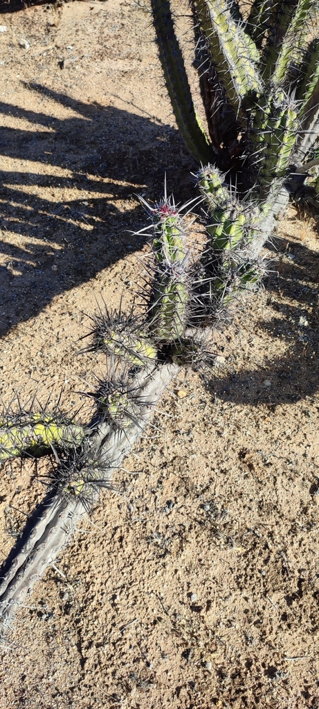 Galloping Cactus from 22970 B.C., México on May 15, 2024 at 05:14 PM by ...
