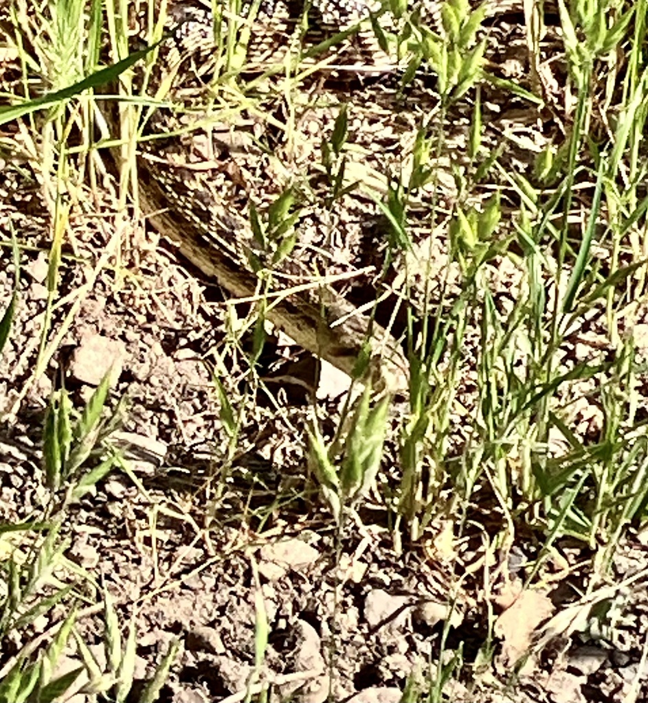 Pacific Gopher Snake from Phillip Burton Wilderness, Inverness, CA, US ...