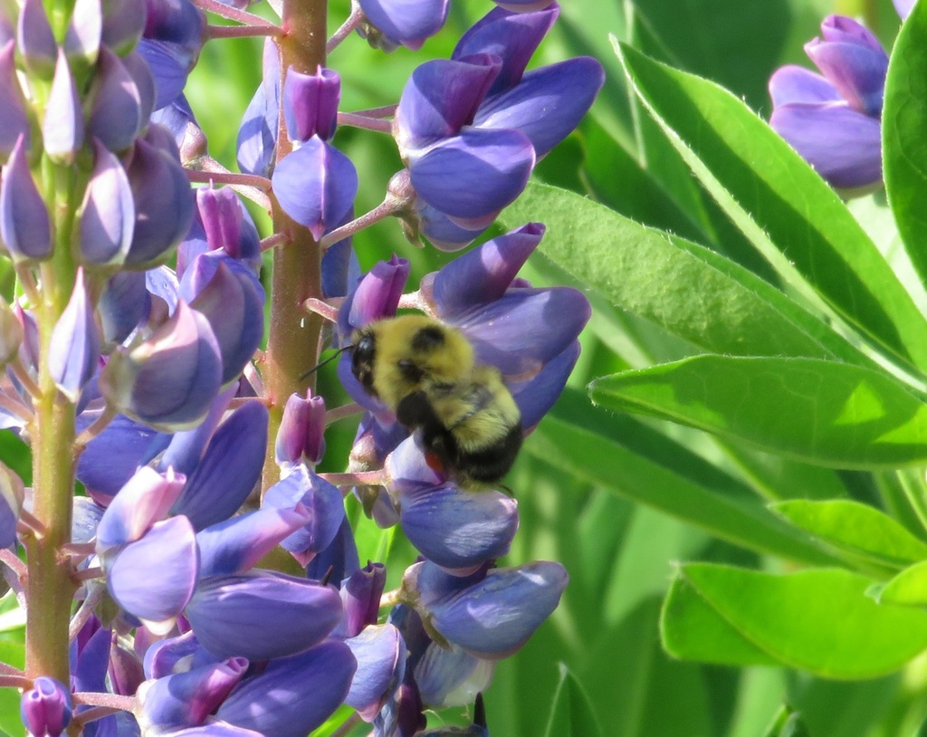 Red-belted Bumble Bee from Rockford, IL, USA on May 16, 2024 at 08:44 ...