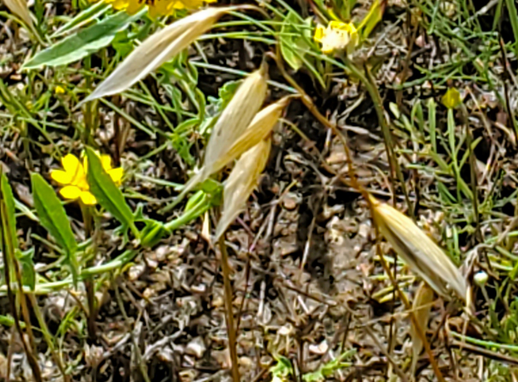 wild oat from Wise County, TX, USA on May 13, 2024 at 02:55 PM by Paul ...