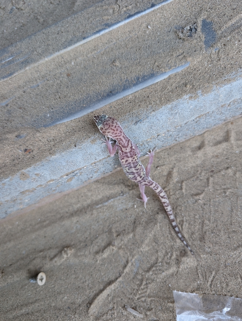 Western Banded Gecko from Borrego Springs, CA 92004, USA on May 8, 2024 ...