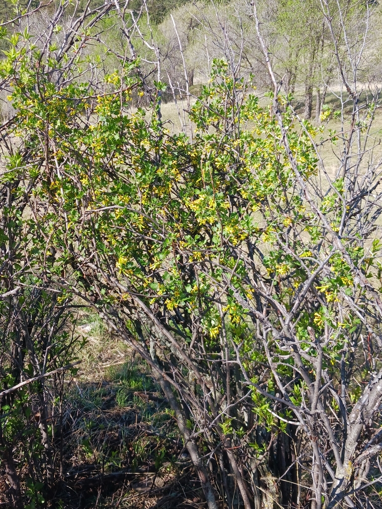 golden currant from Fall River County, US-SD, US on May 16, 2024 at 09: ...