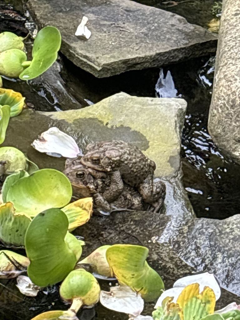 American Toad from Cornell University, Ithaca, NY, US on May 16, 2024 at 02:36 PM by audubonidk ...
