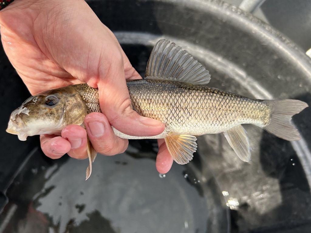 White Sucker from Bay de Wassi, Sault Sainte Marie, MI, US on May 16 ...
