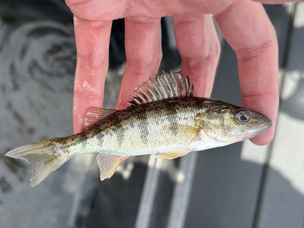 Yellow Perch from Bay de Wassi, Sault Sainte Marie, MI, US on May 16 ...