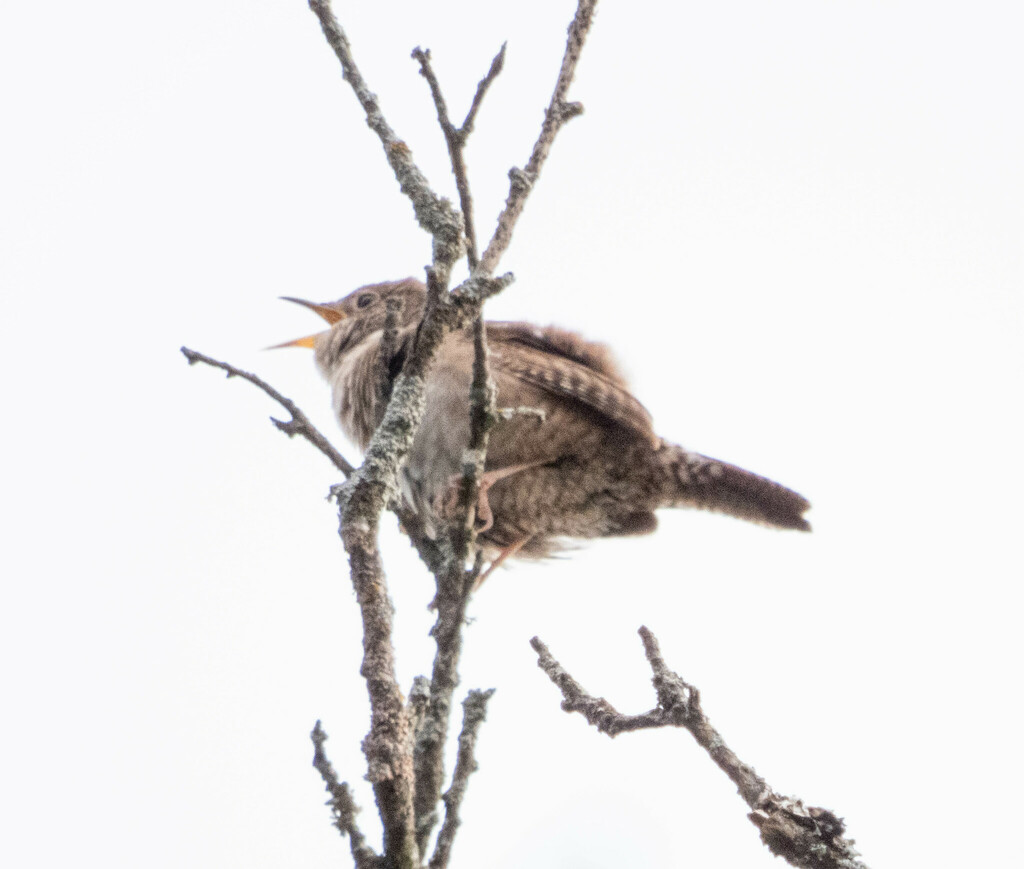 House Wren from Chase Bridge Rd, Michigan, USA on May 14, 2024 at 06:32 ...