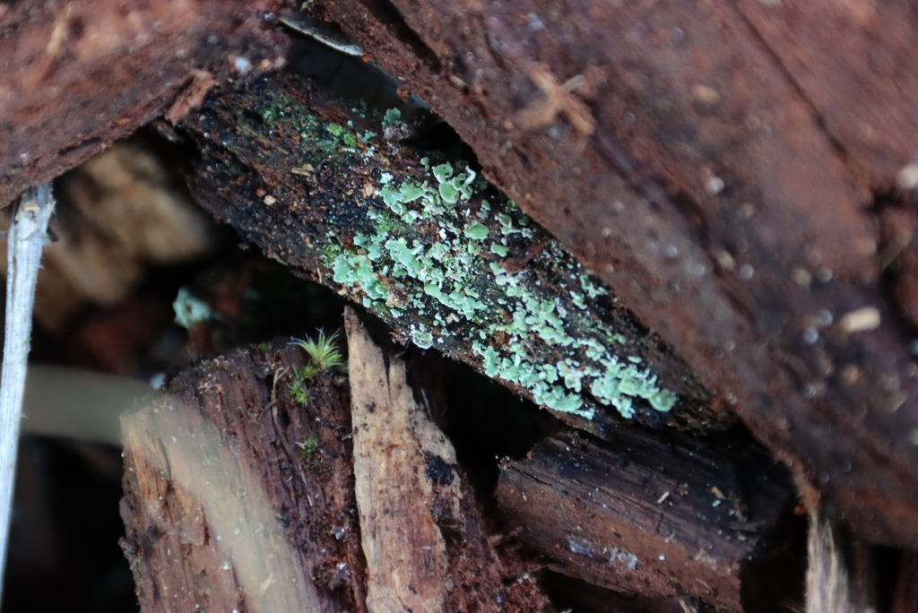 pixie cup and reindeer lichens from Constantia Neck Jeep Track at the ...