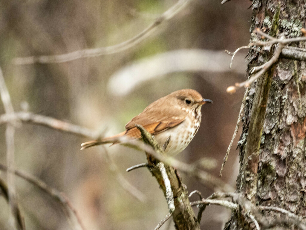 Hermit Thrush from Chase Bridge Rd, Michigan, USA on May 14, 2024 at 07 ...