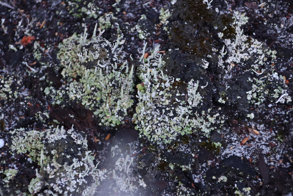 pixie cup and reindeer lichens from Constantia Neck Jeep Track at the ...