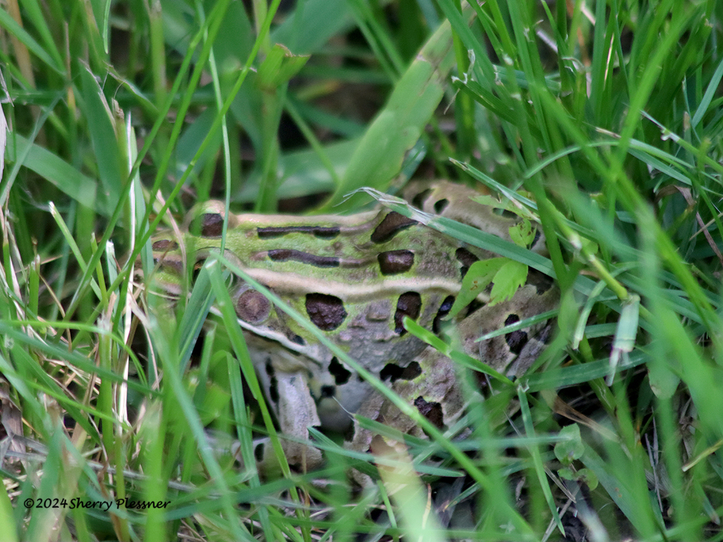 Northern Leopard Frog from Detwiler Marsh, Toledo, Ohio on May 16, 2024 ...