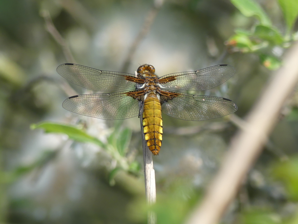 Broad-bodied Chaser from Strumpshaw Fen, Low Rd, Strumpshaw, Norwich ...