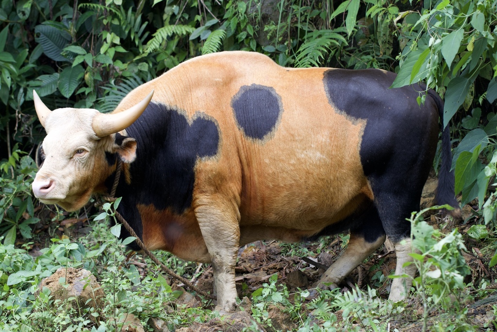 Gayal (Bos frontalis) - Know Your Mammals