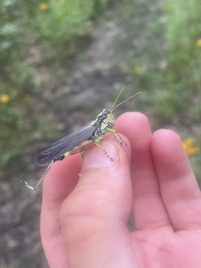 Post Oak Grasshopper from Texas A&M University, College Station, TX, US ...