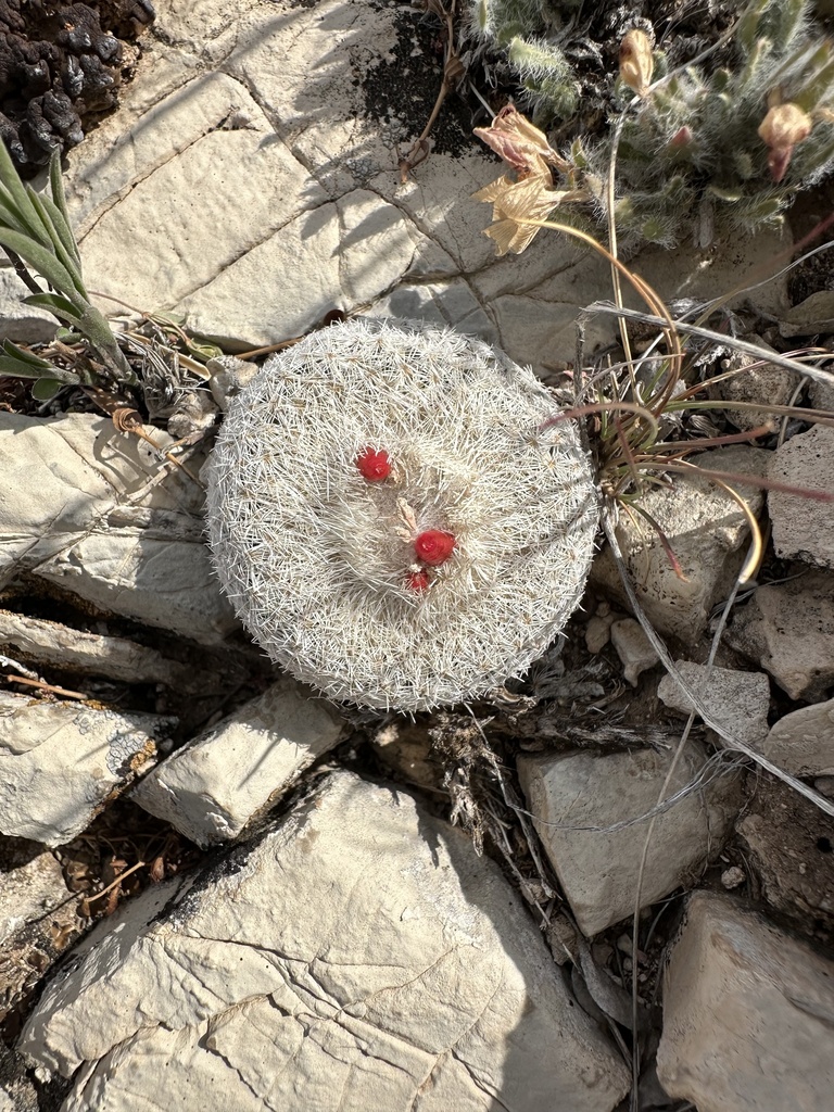 Button Cactus in May 2024 by Asher Gorbet · iNaturalist