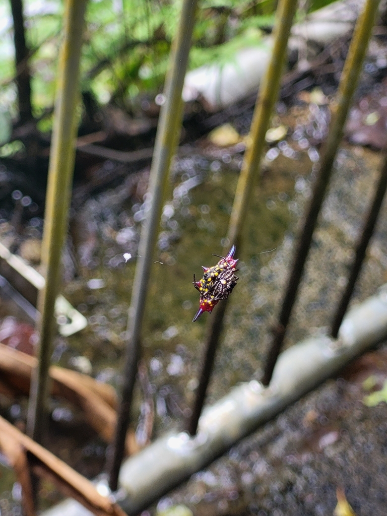 Northern Jewelled Spider from Lamb Range QLD 4870, Australia on April ...