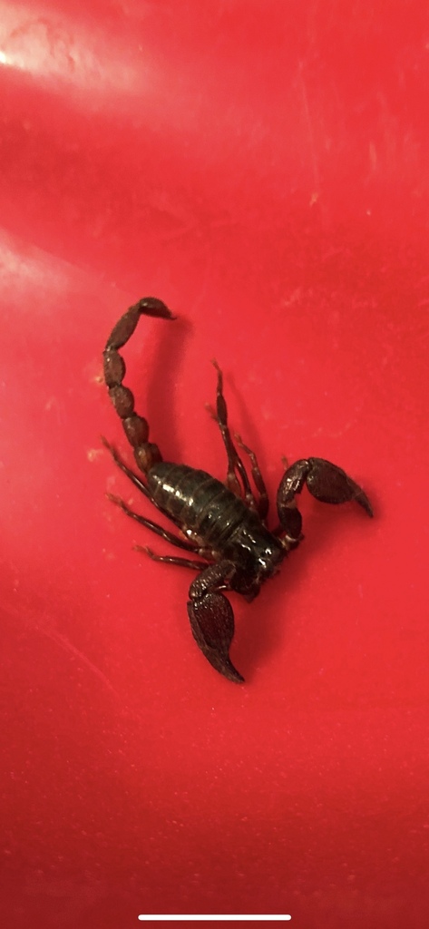 Trans-Pecos Twinspine Scorpion from Fort Davis, TX, US on July 16, 2019 ...