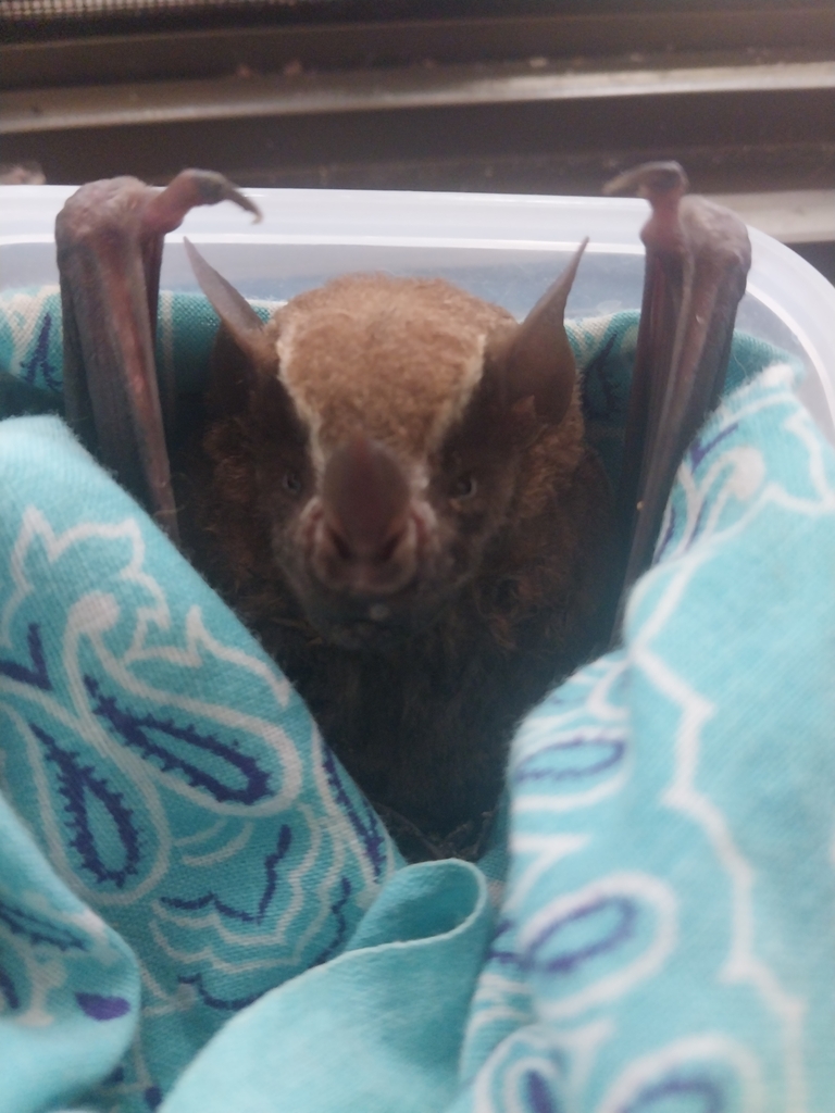 Great Fruit-eating Bat from Bo. Gaspar Garcia Laviana, Parque Central ...