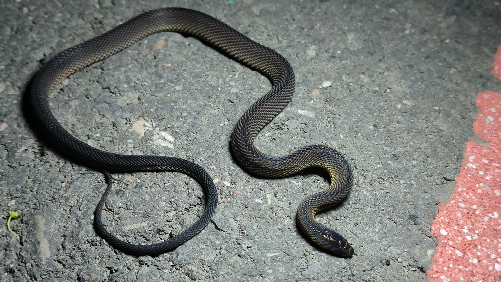 Odd-scaled Snakes from 848台灣高雄市桃源區寶山里 on April 14, 2024 at 01:19 AM by ...