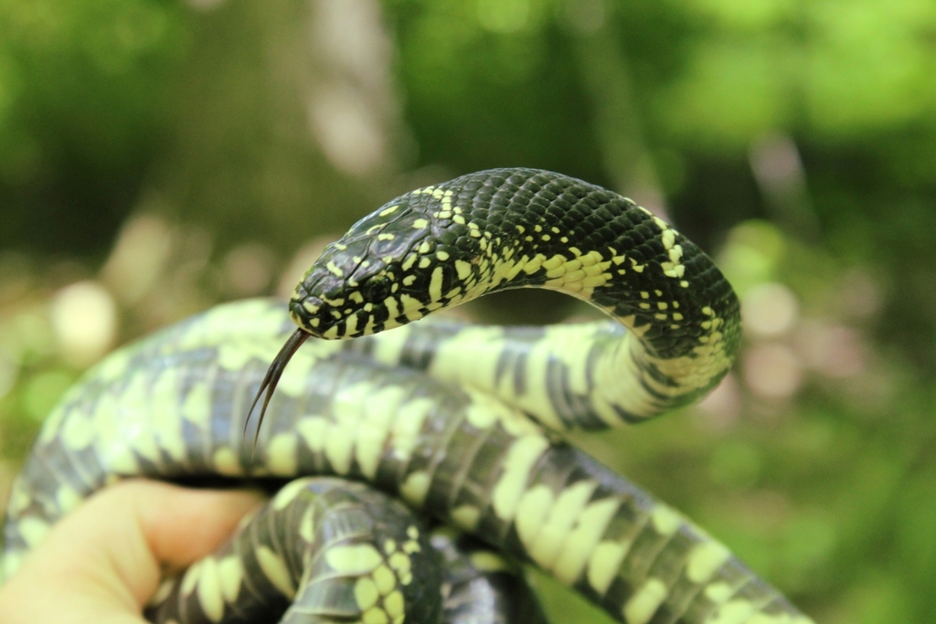 Eastern Kingsnake in May 2024 by Danica. Small, 2ft skinny male. Some ...