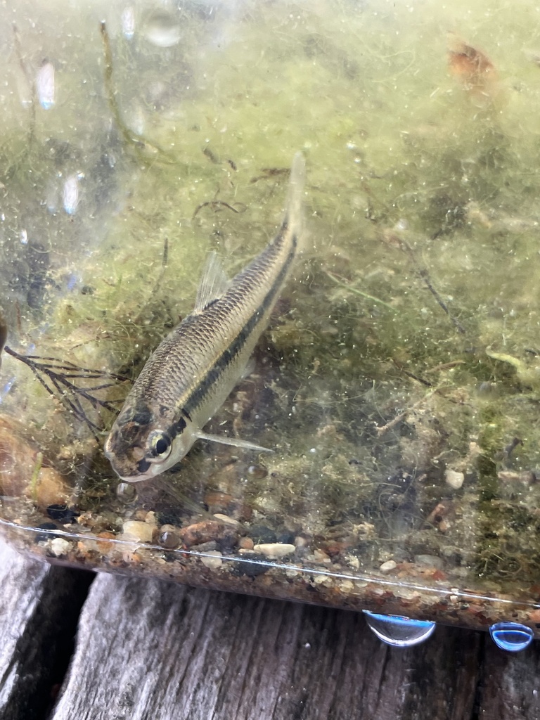 Bluntnose Minnow from Lake Harriet, Minneapolis, MN, US on May 16, 2024 ...