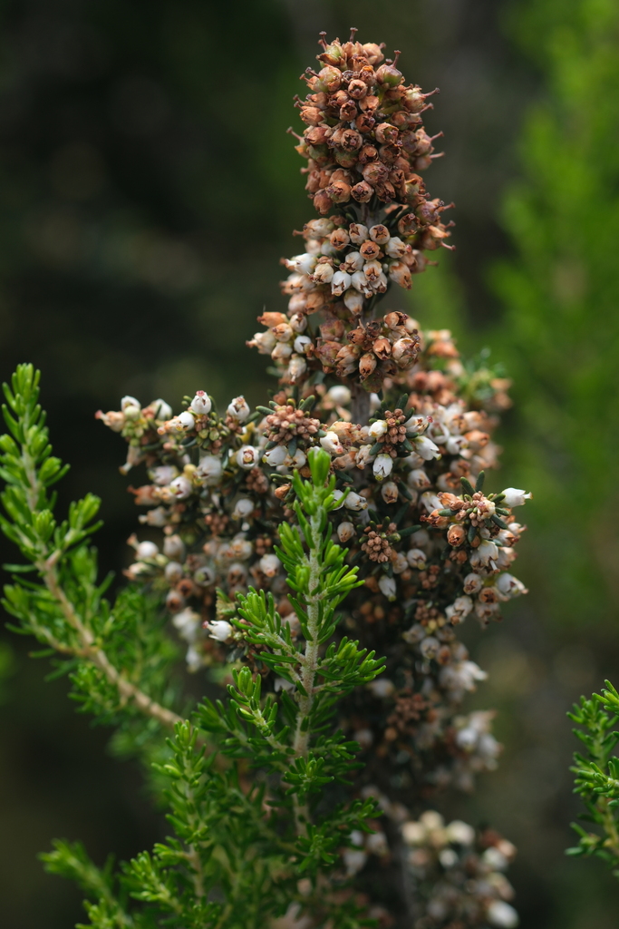 Erica canariensis (Tenerife Plants Ericales) · iNaturalist