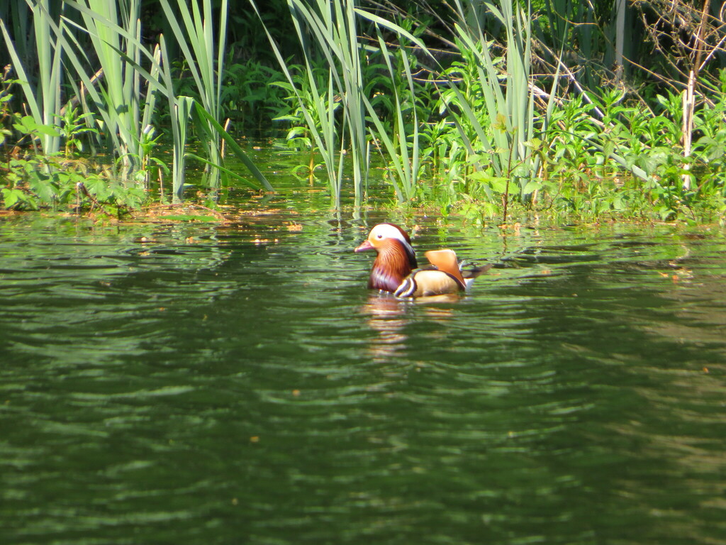 Mandarin Duck from Hoeilaart, Belgium on May 11, 2024 at 02:25 PM by ...