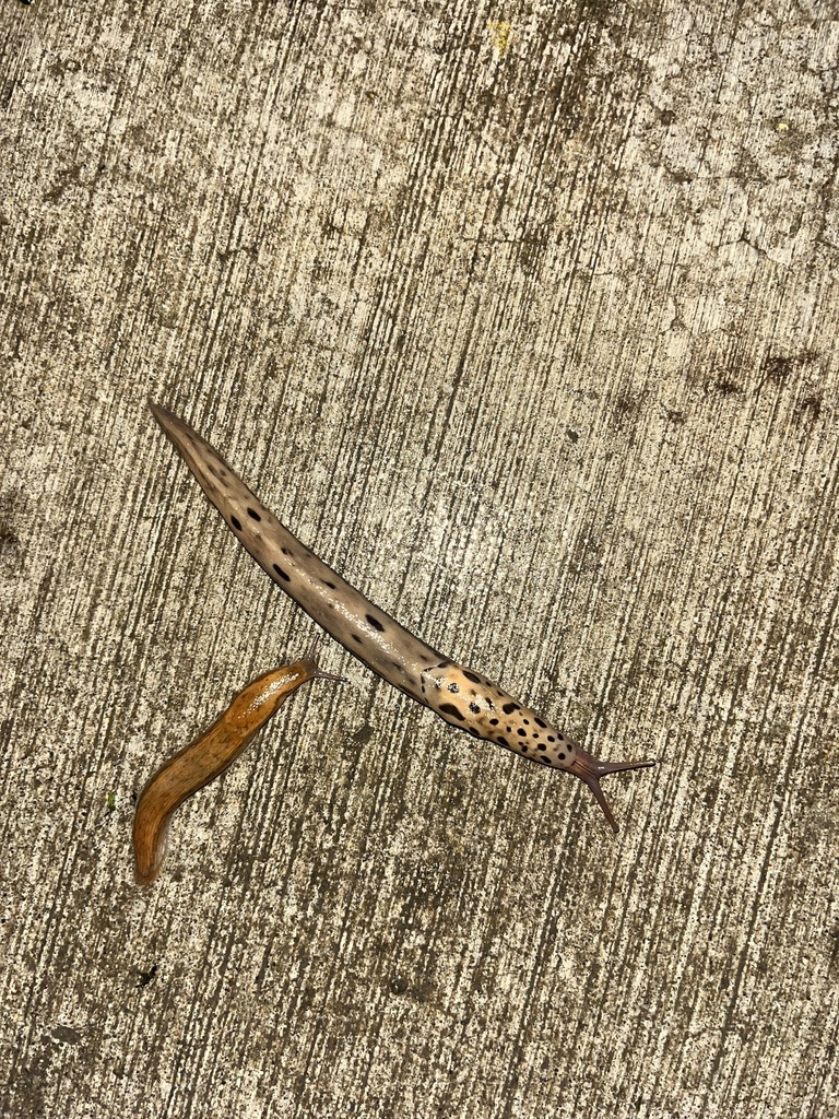 Western Dusky Slug from Oregon State University, Corvallis, OR, US on ...
