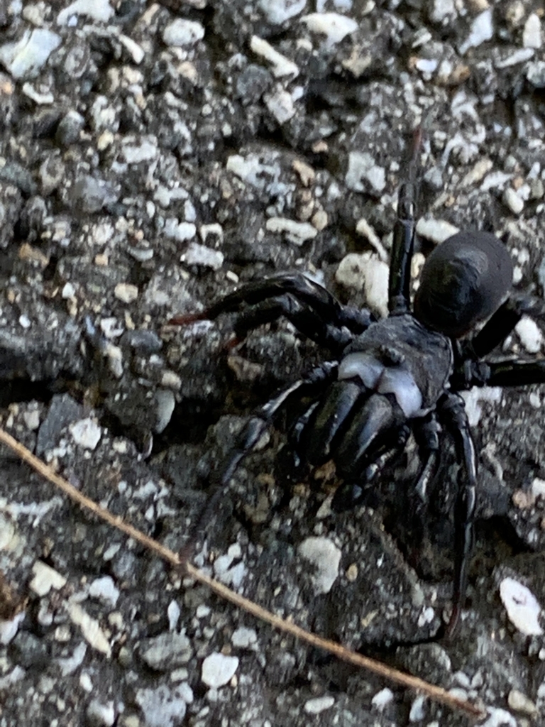 Black Purseweb Spider from Campbell County, VA, USA on May 16, 2024 at ...