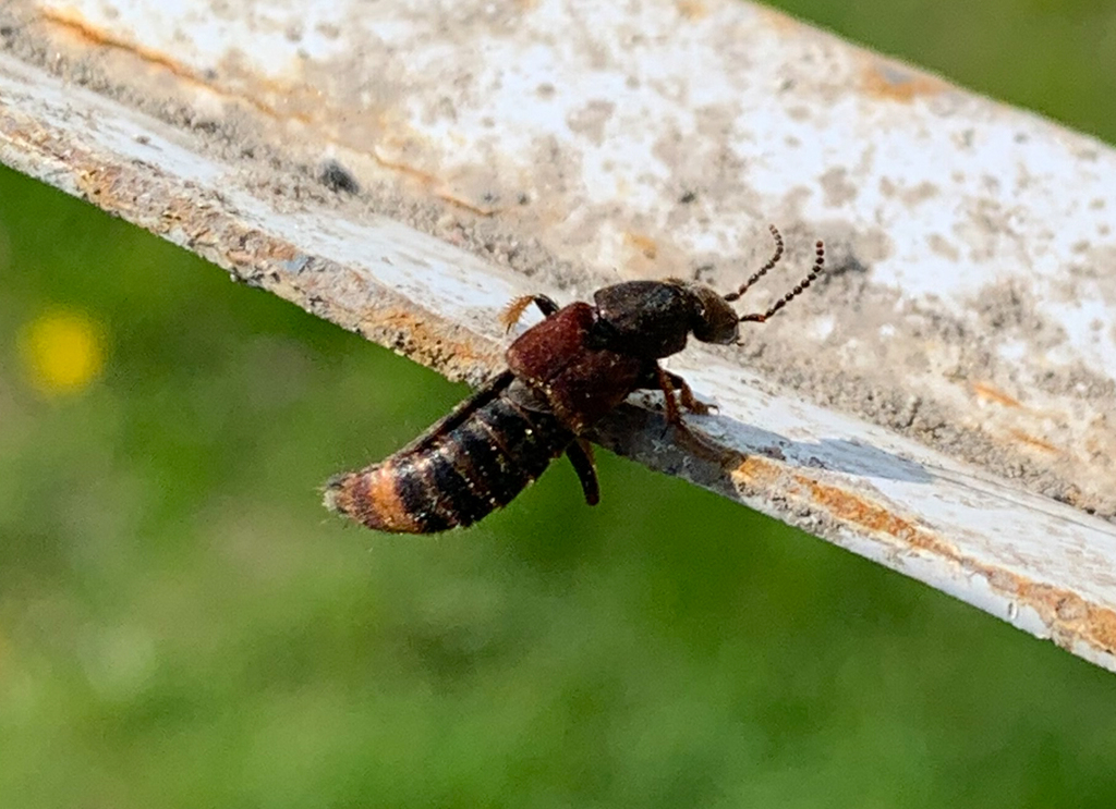 Cinnamon Rove Beetle from South Riverdale, Toronto, ON, Canada on May ...