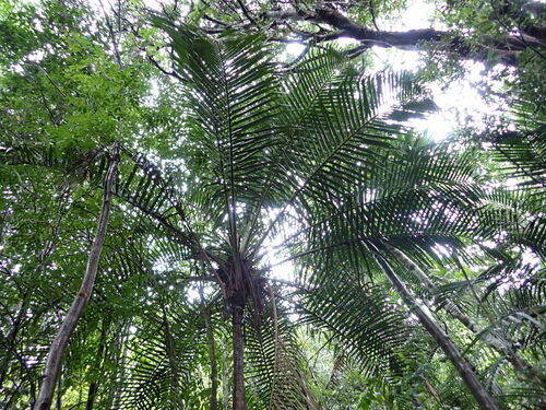 Ravenea julietiae · iNaturalist Ecuador