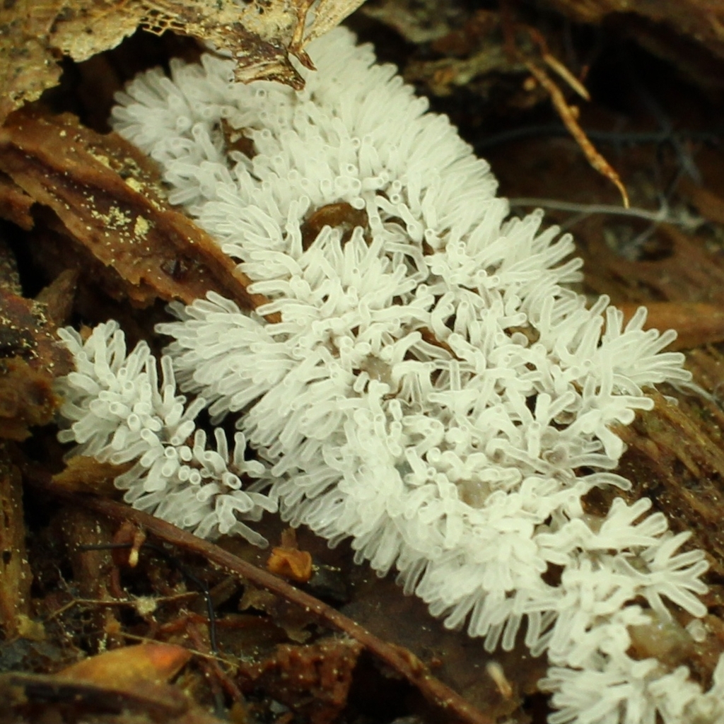 Common Coral Slime from Prosperity, SC 29127, USA on May 16, 2024 at 01 ...