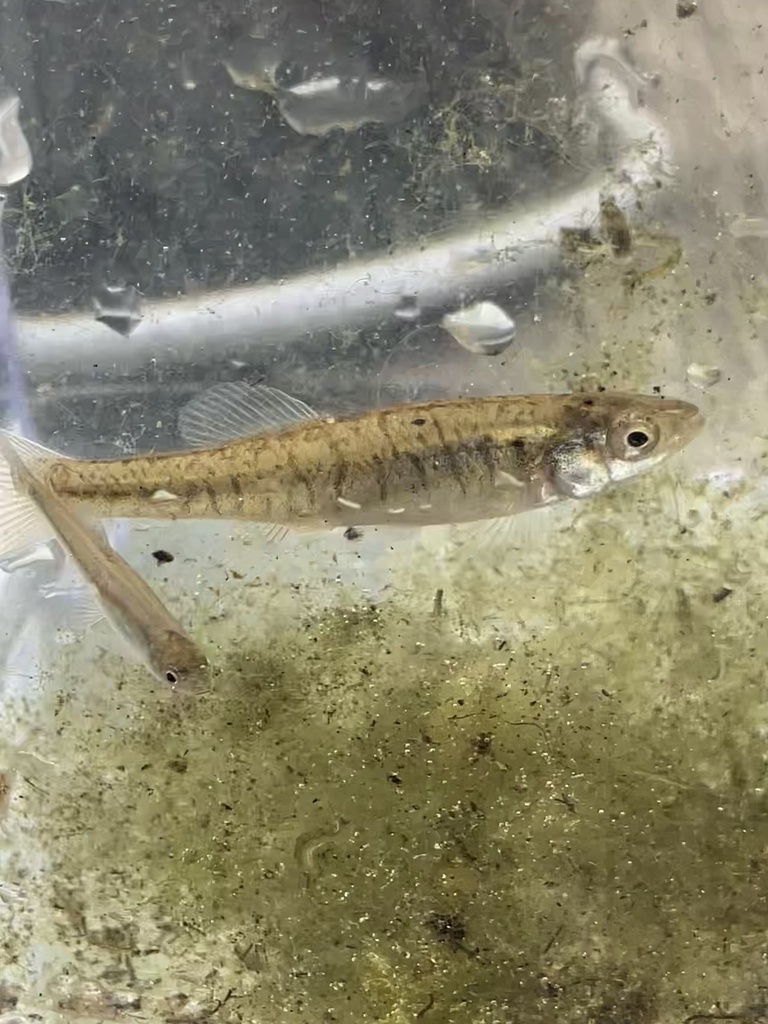 Western Banded Killifish from Lake Harriet, Minneapolis, MN, US on May ...