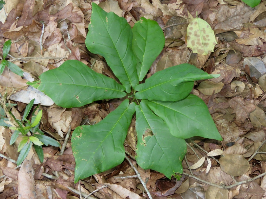Pyramid Magnolia (Magnolia fraseri pyramidata) - Botanical Realm