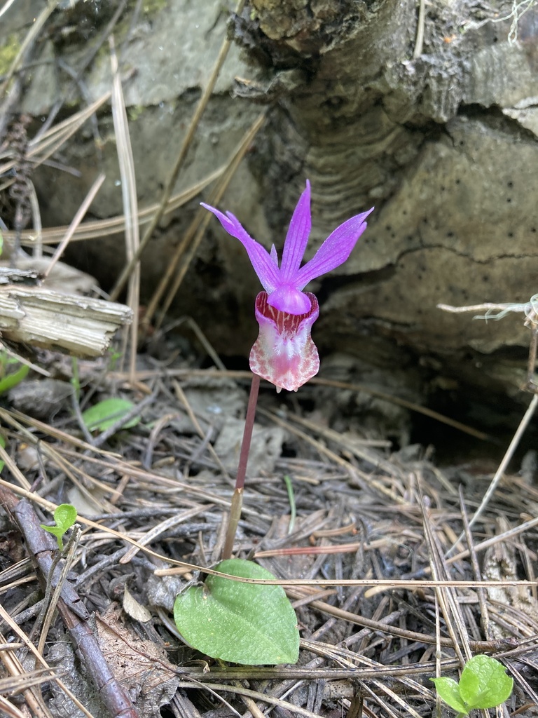 Western Fairy-slipper from Okanogan - Wenatchee National Forest ...