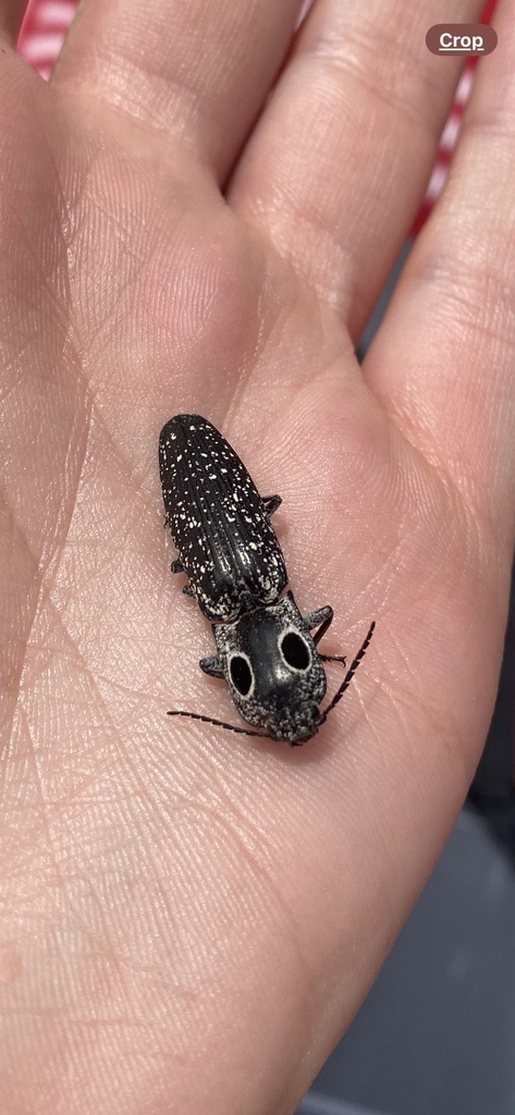 Eastern Eyed Click Beetle from University of Delaware, Newark, DE, US ...