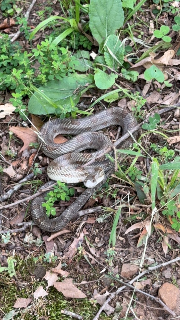 Prairie Kingsnake from Southshore Dr, Hot Springs National Park, AR, US ...