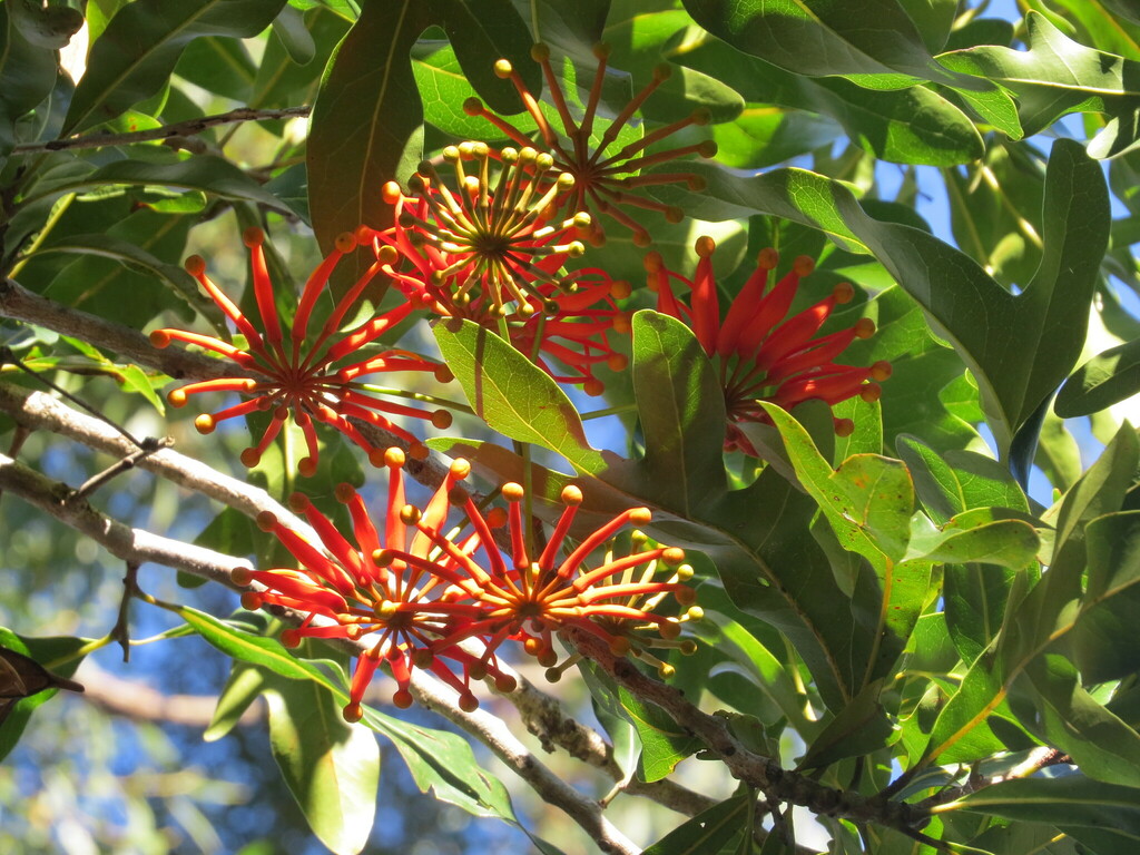 Firewheel tree from Sydney NSW, Australia on May 16, 2021 at 03:22 PM ...