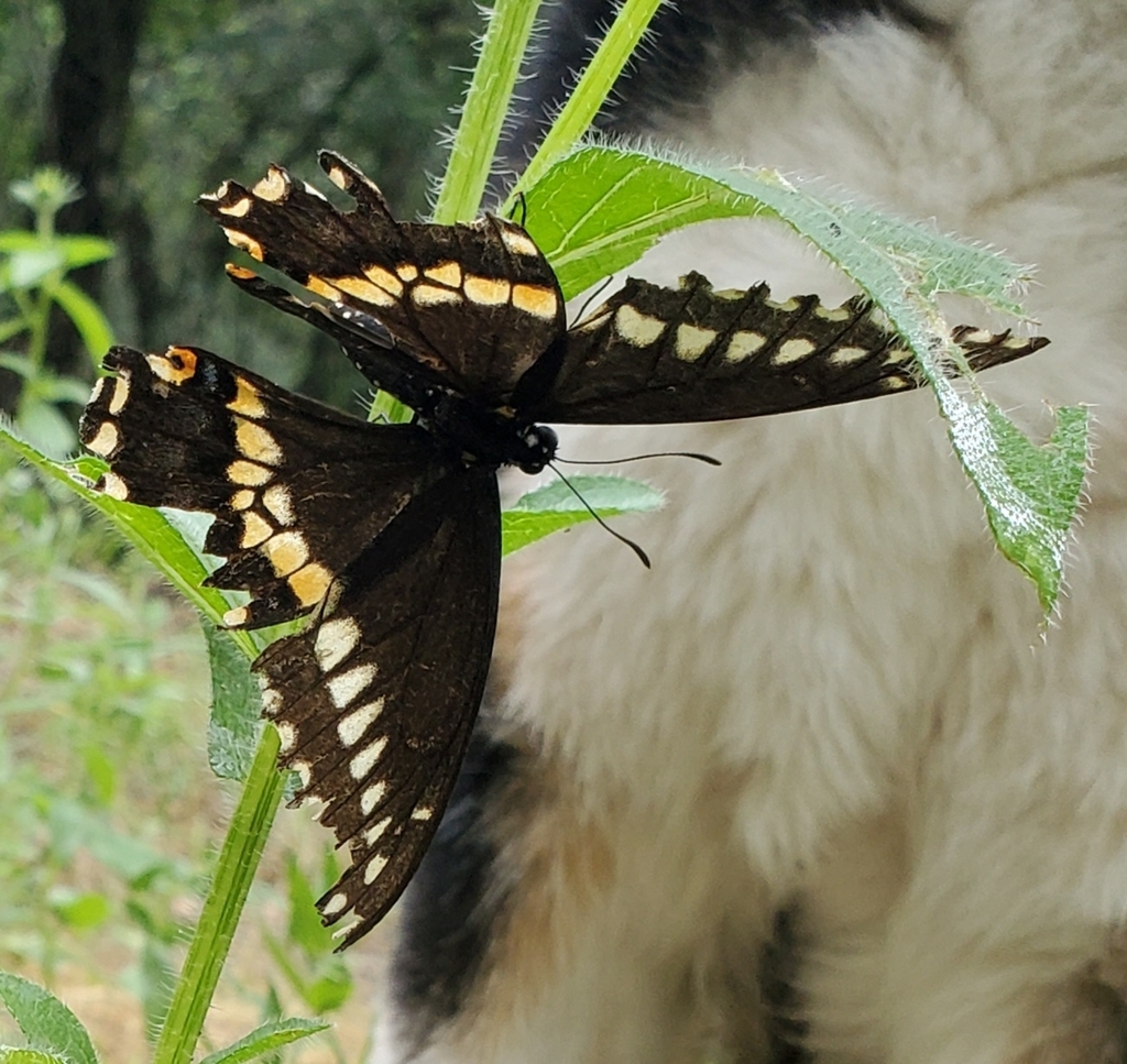 Black Swallowtail from Paradise, TX 76073, USA on May 16, 2024 at 04:57 ...
