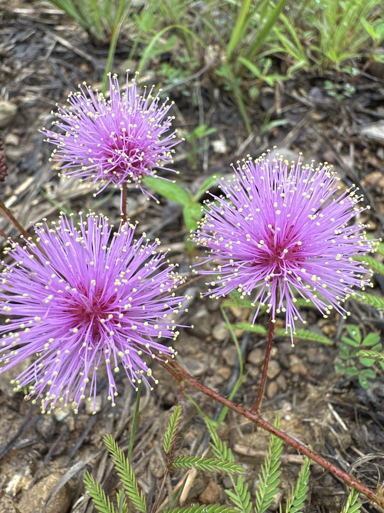 Catclaw Briar from CR-284, Prairie Grove, AR, US on May 16, 2024 at 02: ...