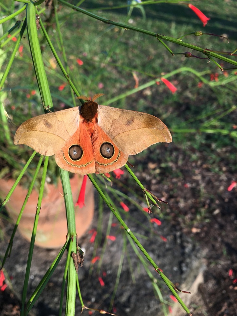 Automeris hamata from Aquidauana, MS, BR on September 16, 2023 at 06:37 ...