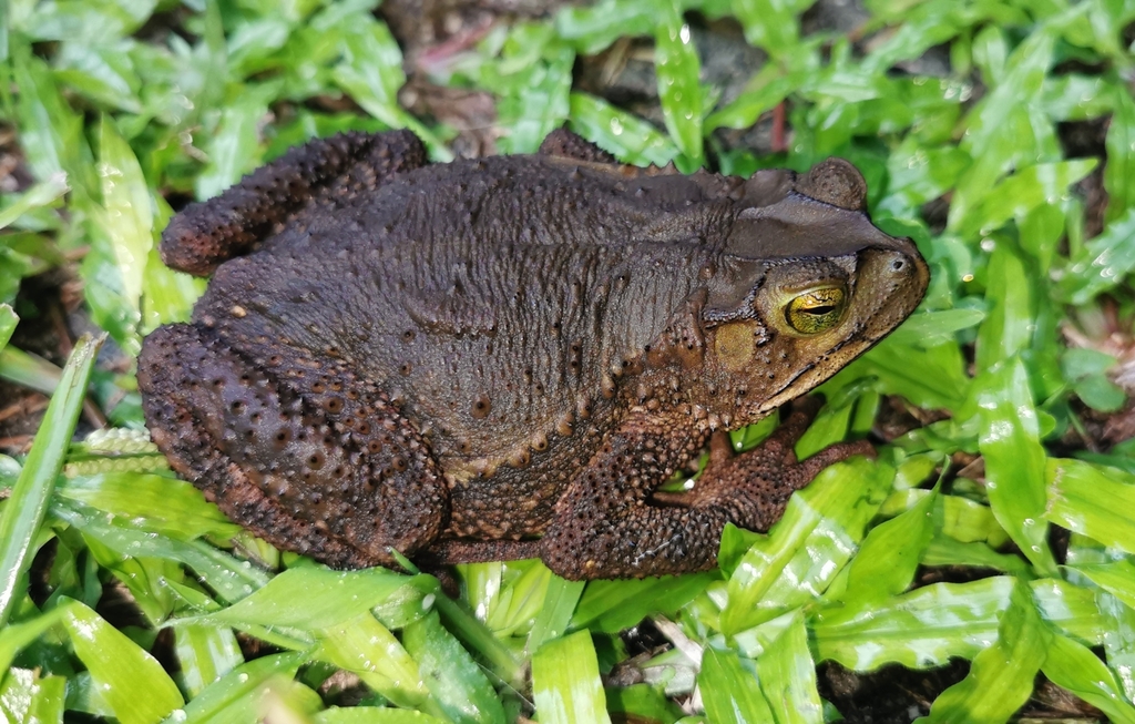 Green Climbing Toad from Renacimiento District, Chiriquí Province ...