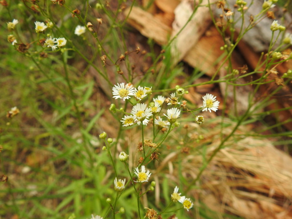 daisy fleabane from Bastrop County, TX, USA on May 16, 2024 at 09:00 AM ...