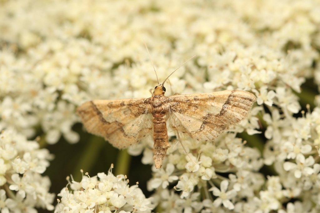 Ornate Hydriris Moth from פארק הצפרות ראש ציפור, תל אביב-יפו, ישראל on ...