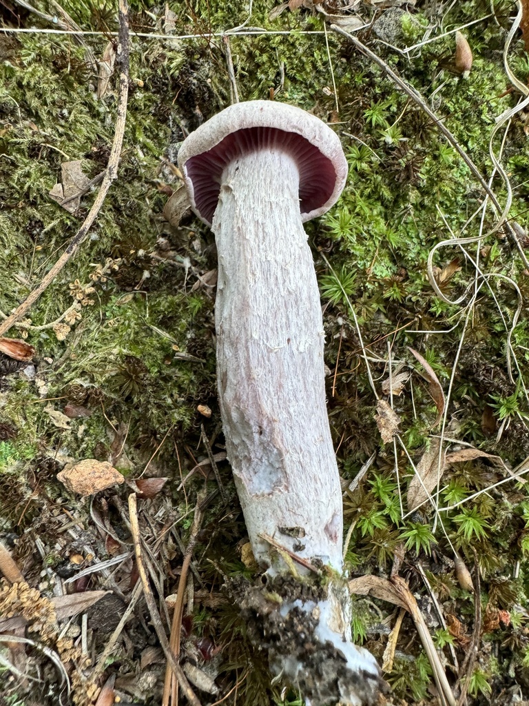 Purple-and-White Deceiver from Moscow Love Rd, Saint Joe, AR, US on May ...