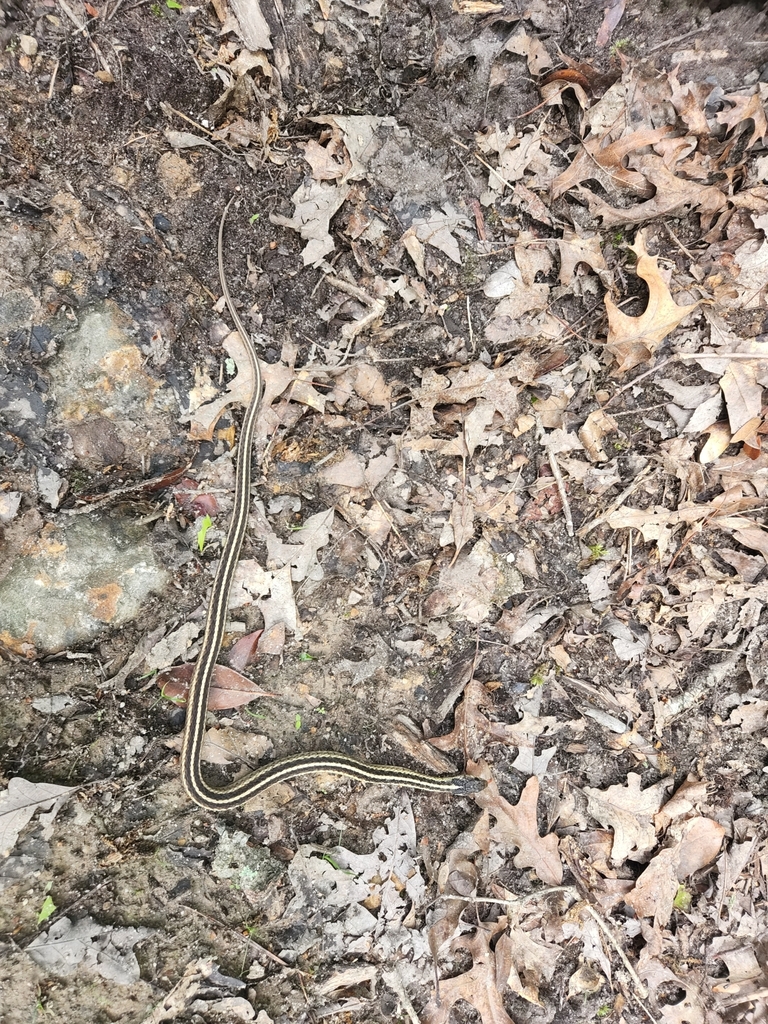 Common Garter Snake from Luray, VA 22835, USA on May 16, 2024 at 05:38 ...