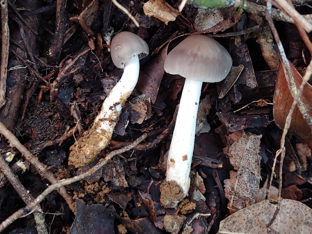 Dennisiomyces from Planas, Isabela, Puerto Rico on May 13, 2024 at 01: ...